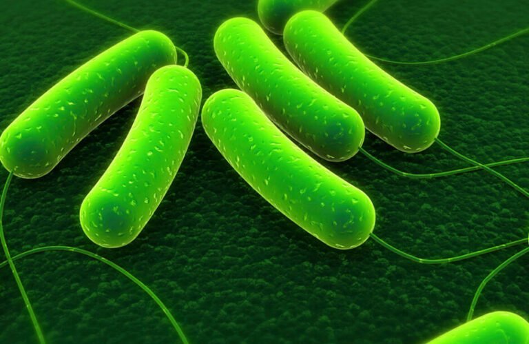 Transmission Pathways Of E. Coli O26: How Contaminated Food, Water, And ...
